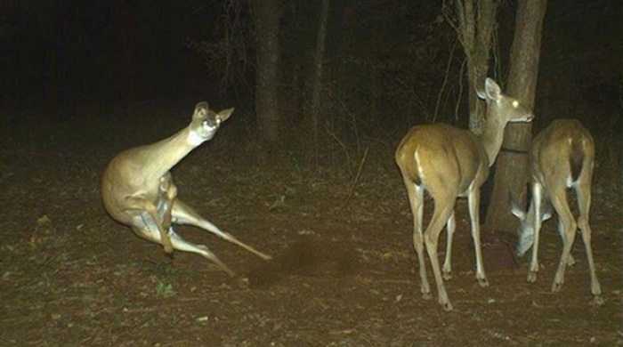 Trail Cam Craziness - Just Some Insane Trail Cam Pics