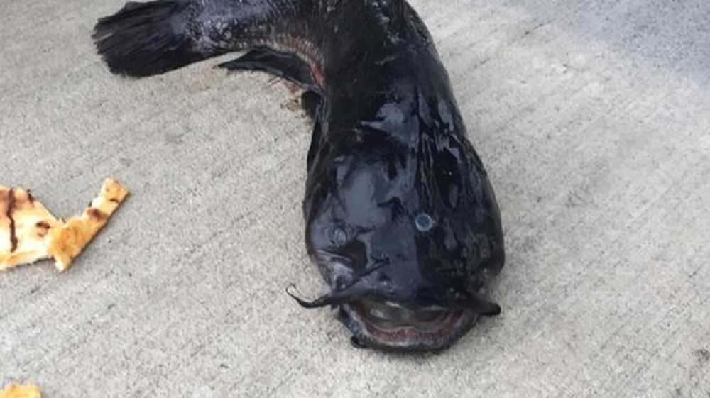 Three Eyed Catfish Caught In New York - Makes Sense.