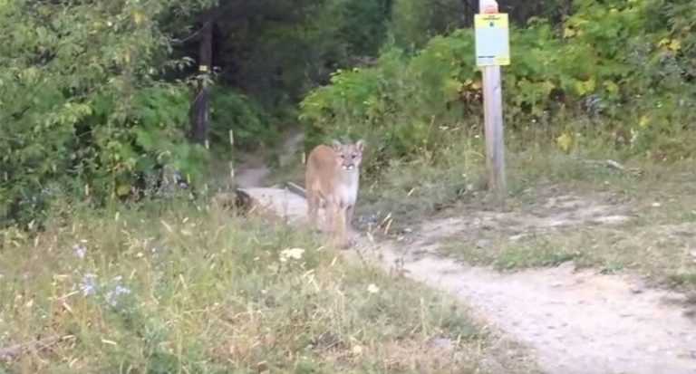 Hunter Harvests An Oddly Deformed Mountain Lion