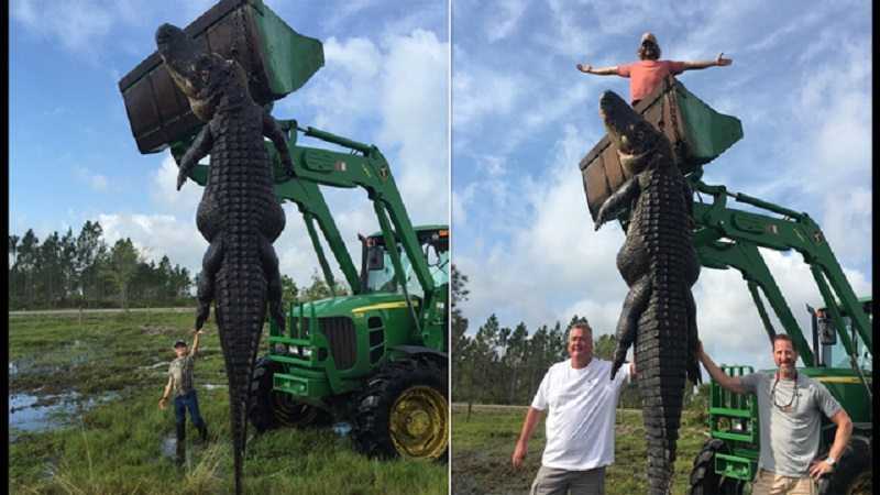 Florida Hunters Take A 15 Foot Long 800 Pound Alligator That Had Been ...