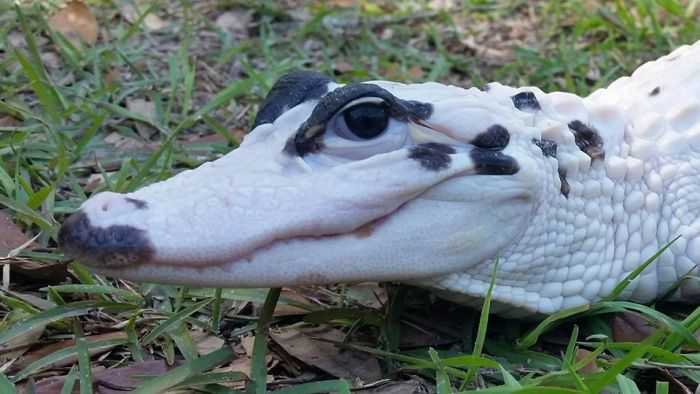 The World's First Piebald Alligator And A Rare Leucistic Alligator In ...