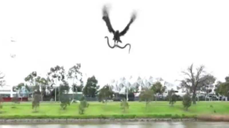 Hawk Catches And Throws A Huge Snake At A Family Having A Picnic