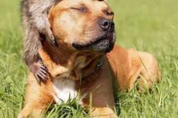 24 Funny Animal Memes To Help You Procrastinate