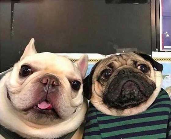 35 Animal Memes To Get You Through The Week