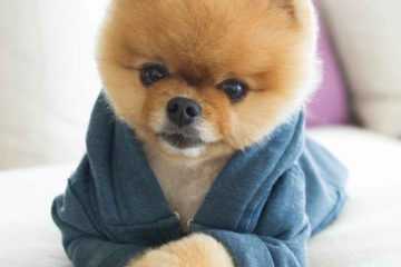 21 Unbelievably Cute Animals