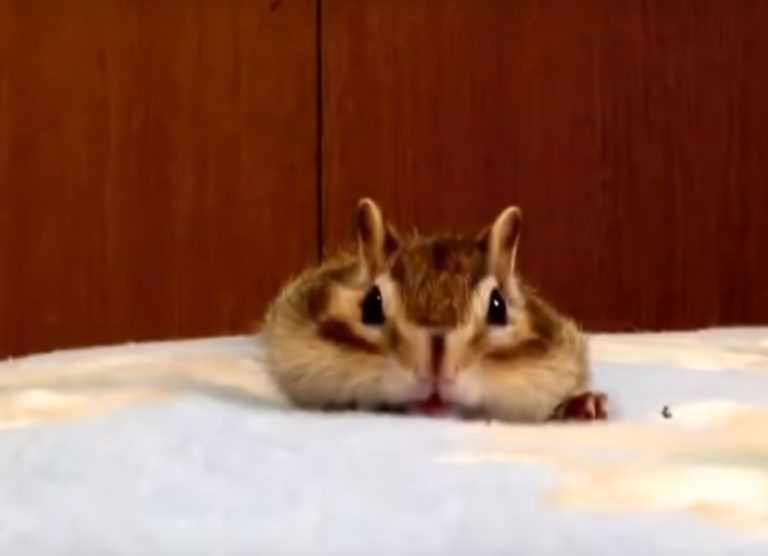 Cutest Chipmunk Ever Plays Around In Comfy Bed Sheets