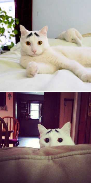 20 Cats With The Most Beautiful Coat Patterns In The World