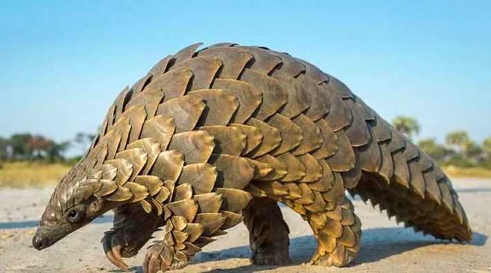 Meet The Dedicated 'Pangolin Men' That Are Saving The World's Most ...