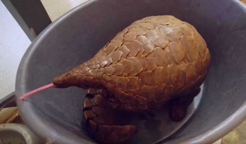 Meet The Dedicated 'Pangolin Men' That Are Saving The World's Most ...