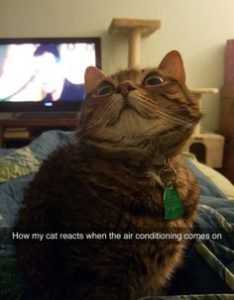 30 Funny Animal Pictures And Memes You Won't Stop Laughing At