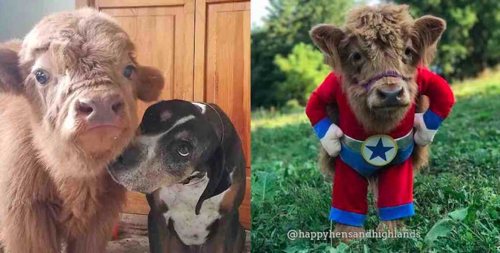 When Sick Baby Cow Was Rejected By Herd, He Decided To Become An ...