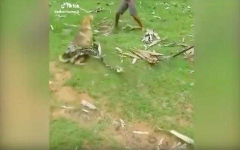 Brave Kids Put Their Life On Line To Fight Against Huge Snake When It ...