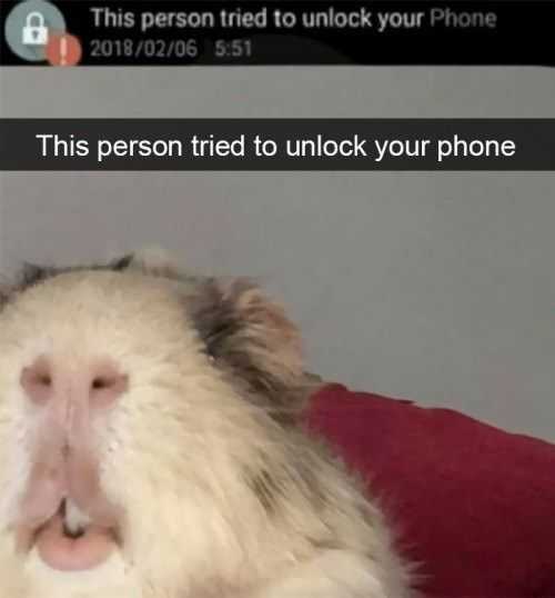 29 Funny Animal Pictures and Snapchats That Are Just Delightful