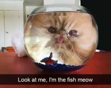 23 Funny Cats To Tide You Over Until Caturday