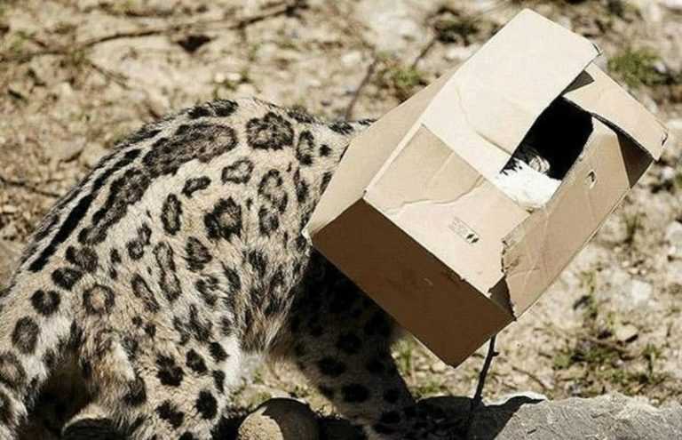 20 Funny Big Cats Who Love Cardboard Boxes Too