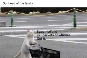 24 Funny Animal Memes To Help You Procrastinate