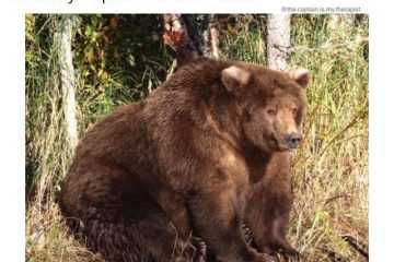 23 Funny Fall Animal Pictures That Are So Cute You'll Smile