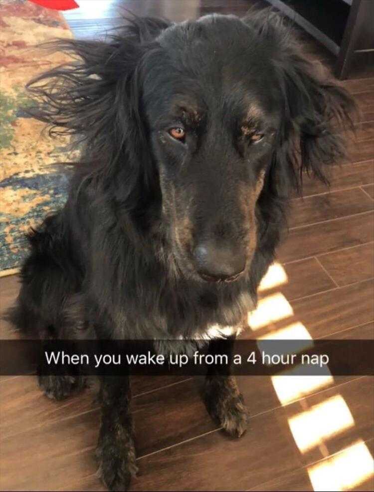 Top 34 Best Funny Animal Memes Of The Day