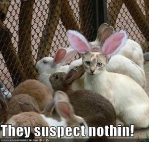 20 Funny Cat Easter Memes Too Cute To Not Share