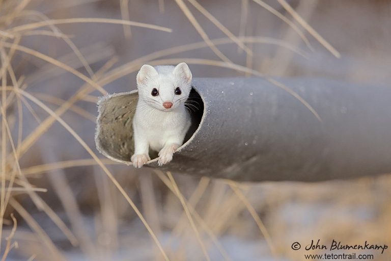 25 Stoat Pictures Because They're The Cutest Little Predators