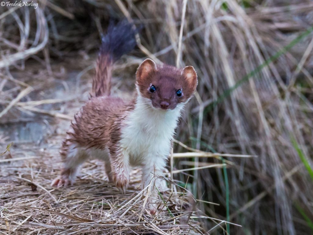 25 Stoat Pictures Because They're The Cutest Little Predators