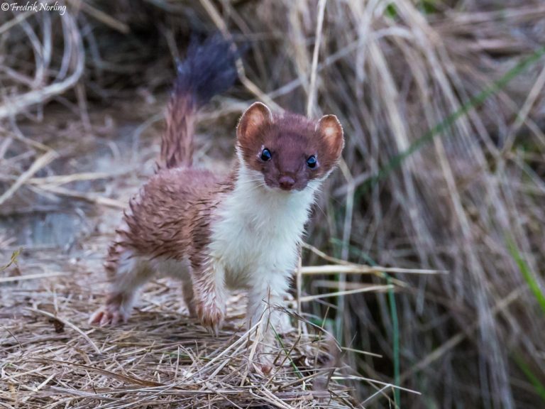 25 Stoat Pictures Because They're The Cutest Little Predators