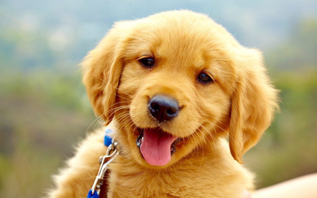 30 Of The Cutest Dogs To Brighten Up Your Day