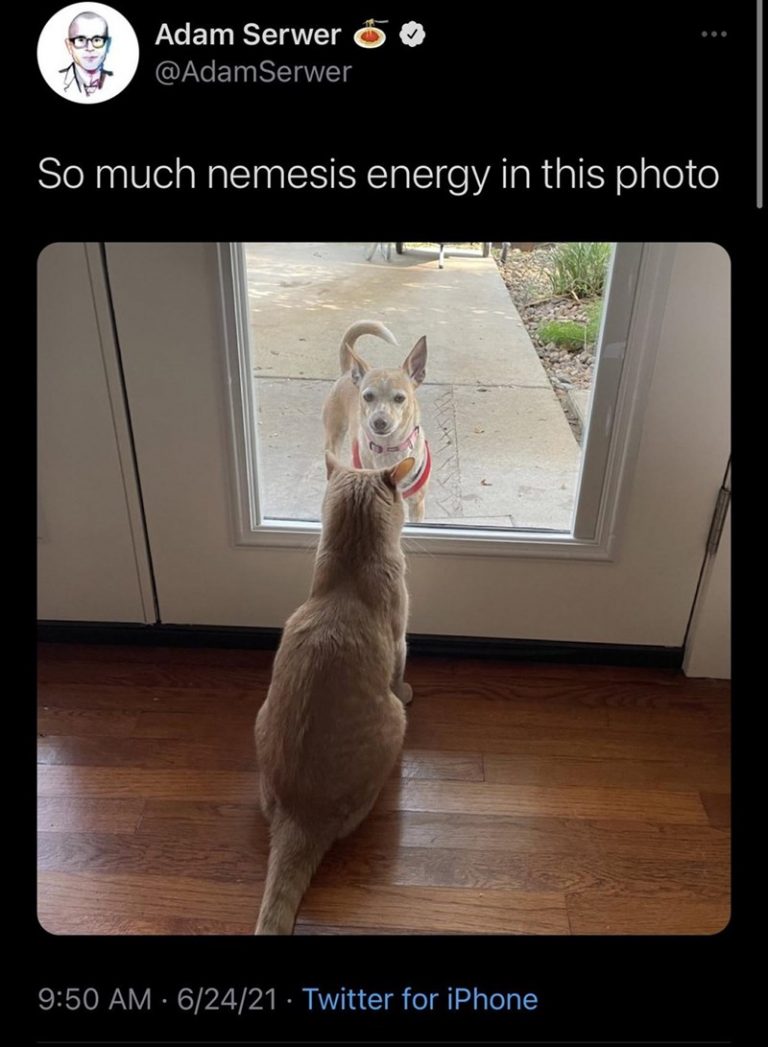 30 Hilarious Animal Memes That Will Make You Laugh