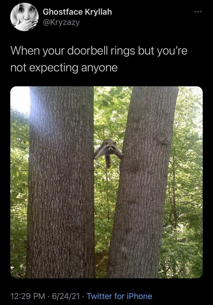 30 Hilarious Animal Memes That Will Make You Laugh